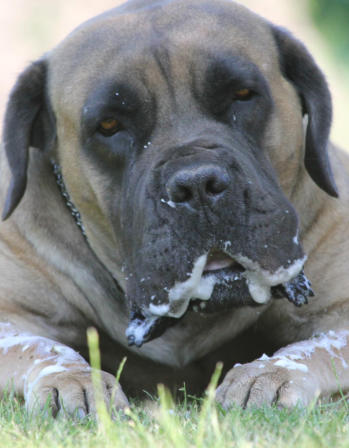 BOERBOEL