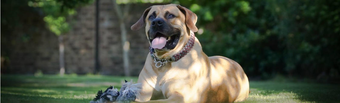 BOERBOEL